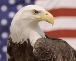 COSA SIGNIFICA SOGNARE UN AQUILA - Il miglior sito di oroscopi ...